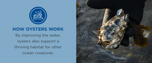 Guide to Different Oysters | Ocean City NJ