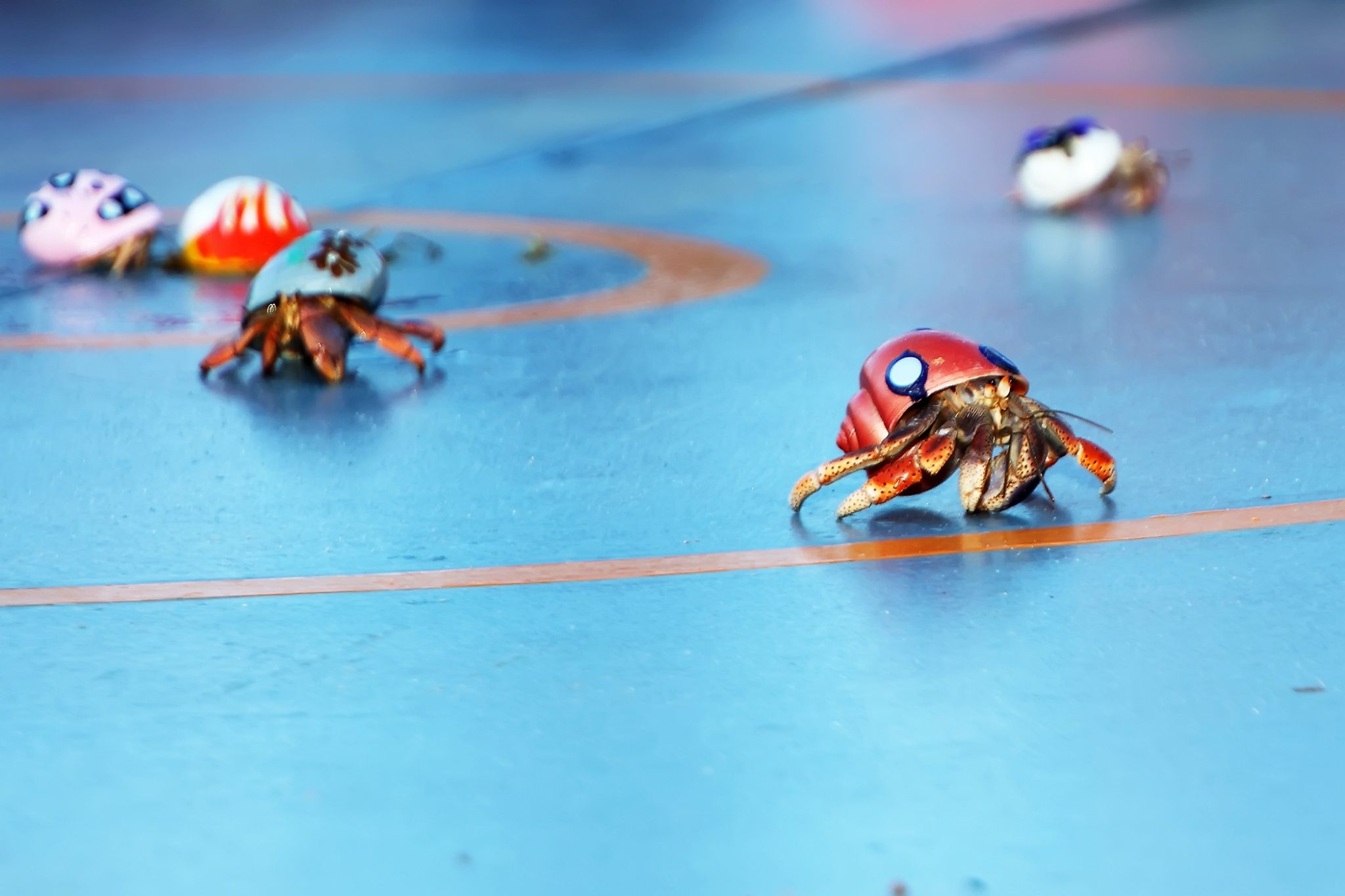 Hermit Crab Races | Ocean City NJ
